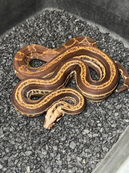 Lindy T+ Motley Het Leopard Boa Constrictor by Carpy's Boas and Corns ...