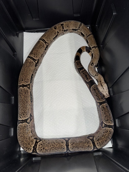 Bolivian Short-Tailed Boa Constrictor by Carpy's Boas and Corns Snakes