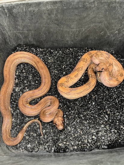 Lindy T+ Leopard Het T2 Boa Constrictor by Carpy's Boas and Corns Snakes