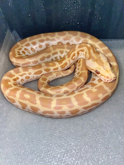 Pearl, 50% Het Pied, 100% Het Granite, POS Het Caramel Burmese Python ...