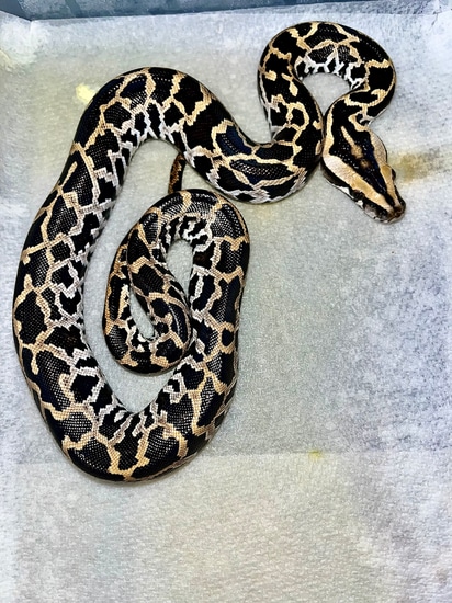 Normal, 50% Het Pied, 100% DH Albino/ Granite, POS Het Caramel Burmese ...