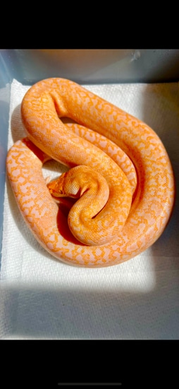 Albino Granite, 50% Het Pied, POS Het Caramel Burmese Python by ...