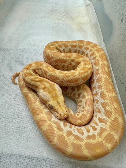 ***NO RESERVE*** Pearl, 50% Het Pied, 100% Het Granite, POS Het Caramel ...