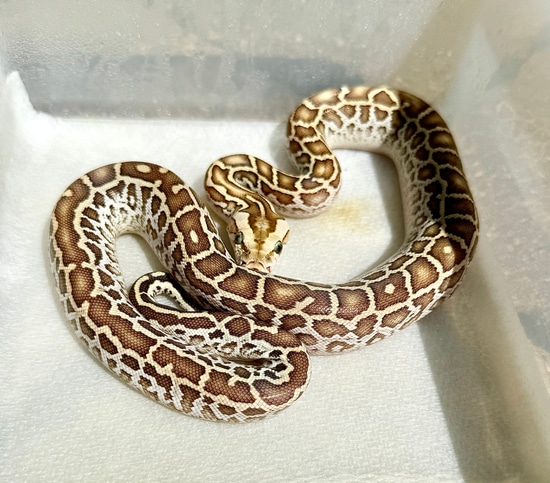 No Reserve *** Hypo, 50% Het Pied, 100% DH Albino/ Granite, POS Het ...