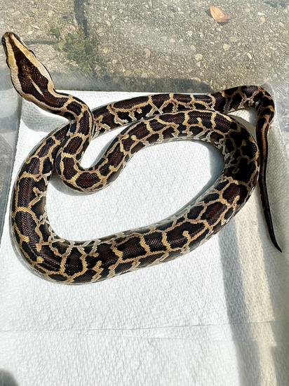 Normal, 50% Het Pied, 100% DH Albino/ Granite, POS Het Caramel Burmese ...