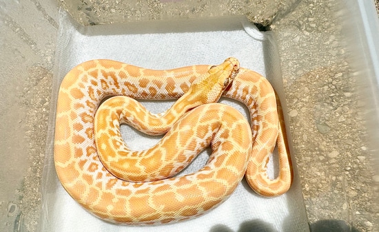Pearl, 50% Het Pied, 100% Granite, POS Het Caramel Burmese Python by ...