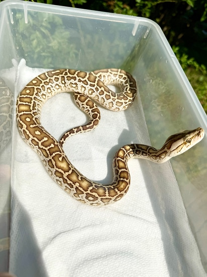 Hypo, 50% Het Pied, 100% DH Albino/ Granite, POS Het Gulf Coast Caramel ...