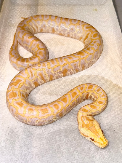 * No Reserve Pair * Male/ Female, 50% Het Pied, 100% DH Albino/ Granite ...