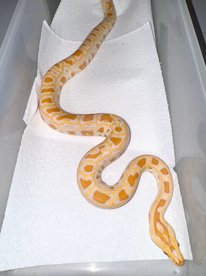 Albino, 50% Het Pied, Pos Het Gulf Coast Caramel Burmese Python by ...
