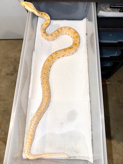 No Reserve * Albino, 50% Het Pied/ Granite, Pos Het Caramel Burmese ...