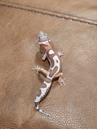 Bold, Tremper, Mack Snow, Lavander, Jungle, Eclipse Snake Eye Leopard ...