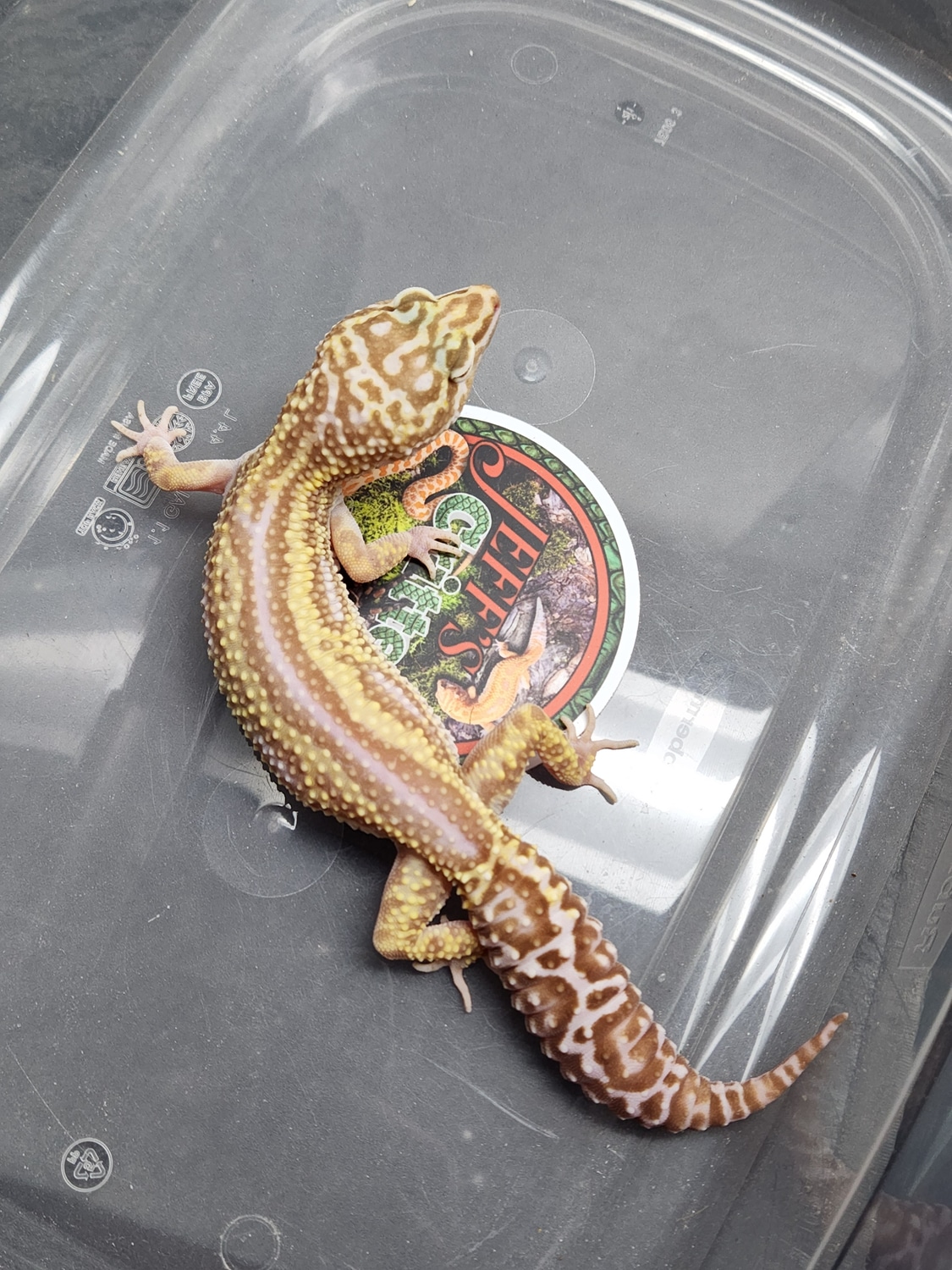 Proven Mack Snow Tremper Bold Reverse Stripe Ph Blizzard Ph Eclipse ...