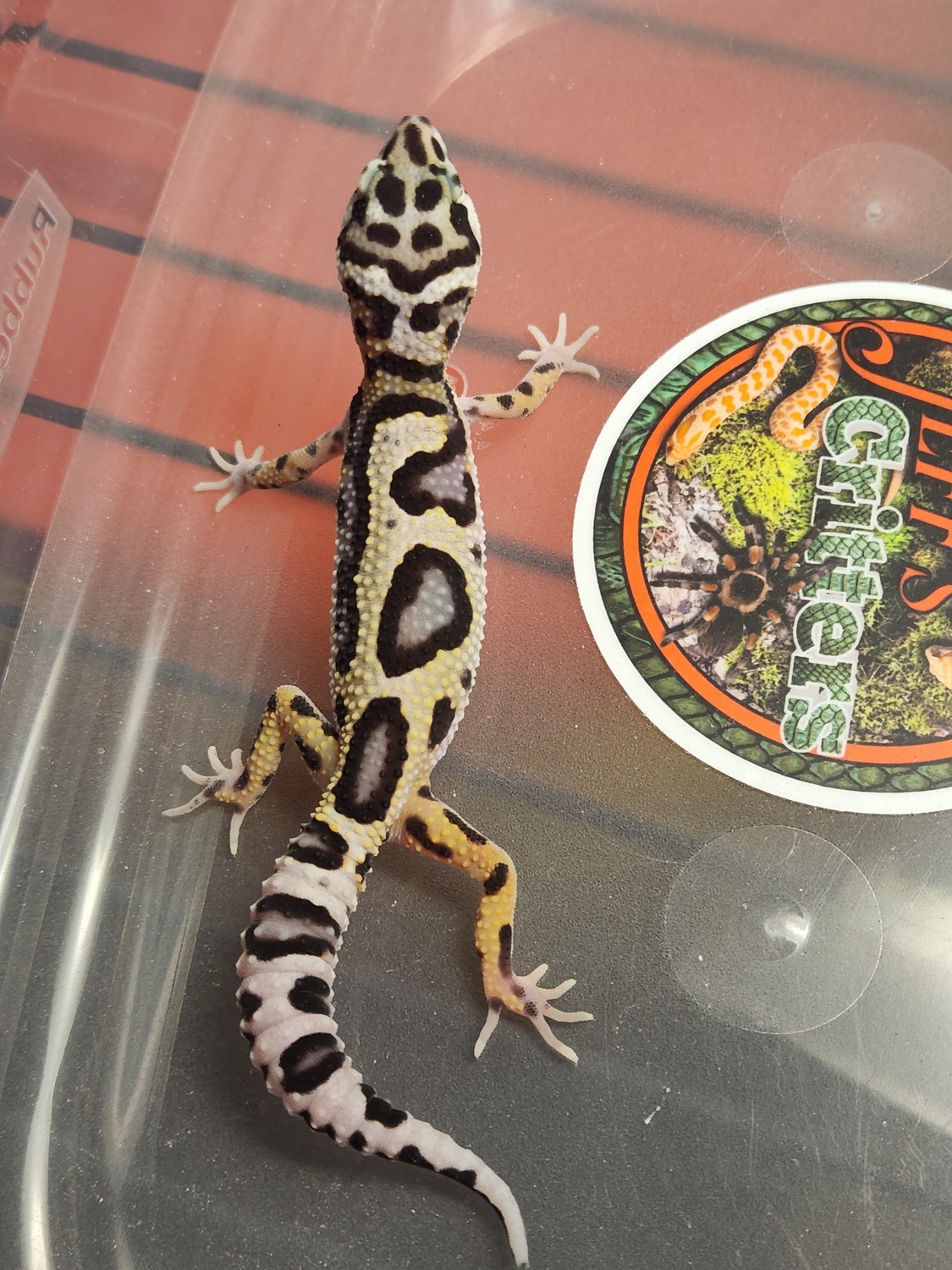 Bold Mack Snow Lavander Het Tremper 66% Het Eclipse Leopard Gecko by ...