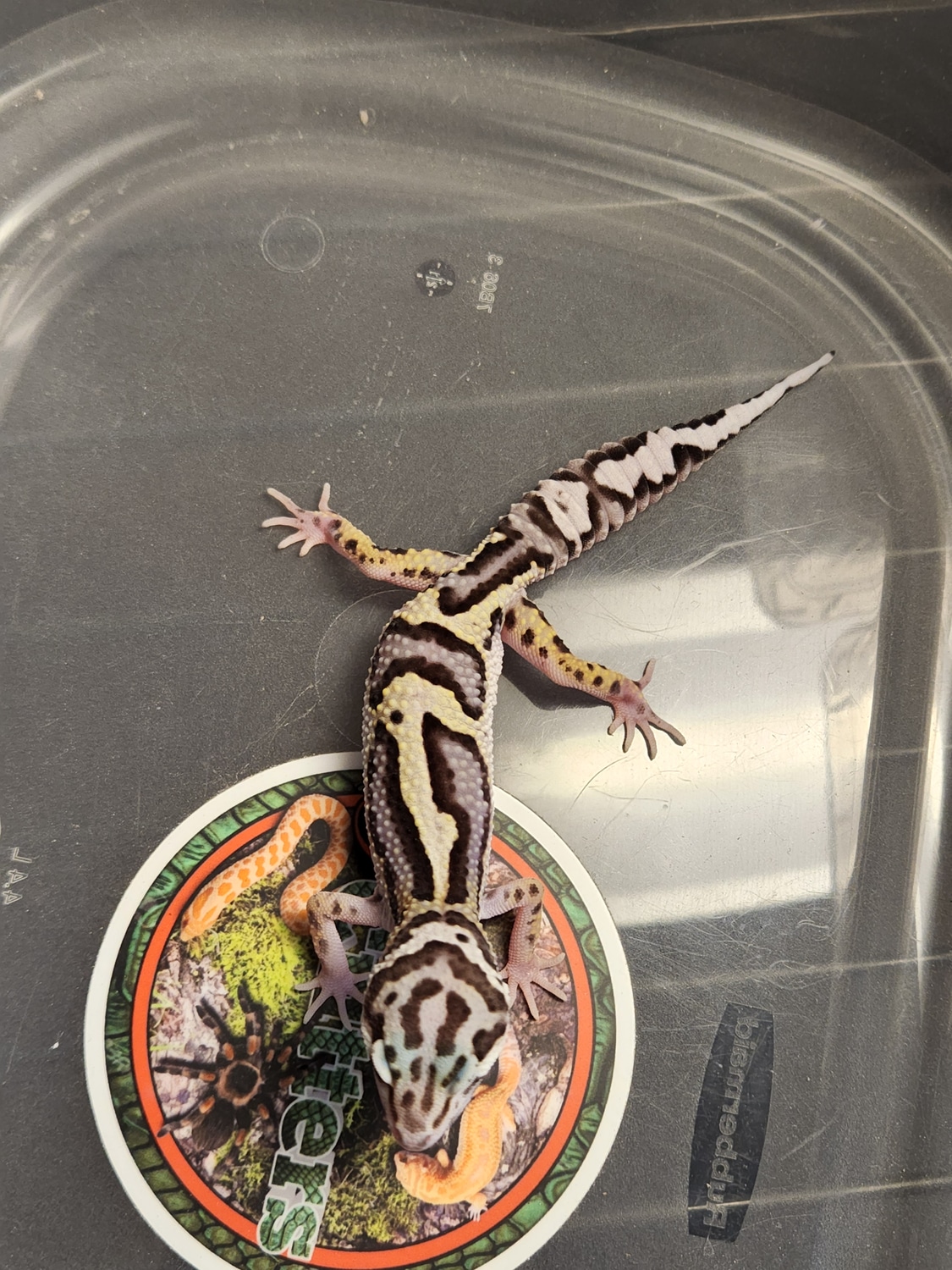 Mack Snow Bold Jungle Het Tremper 66% Het Eclipse Leopard Gecko by Jeff ...