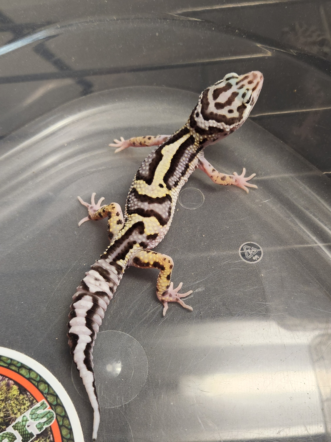 Mack Snow Bold Jungle Het Tremper 66% Het Eclipse Leopard Gecko by Jeff ...