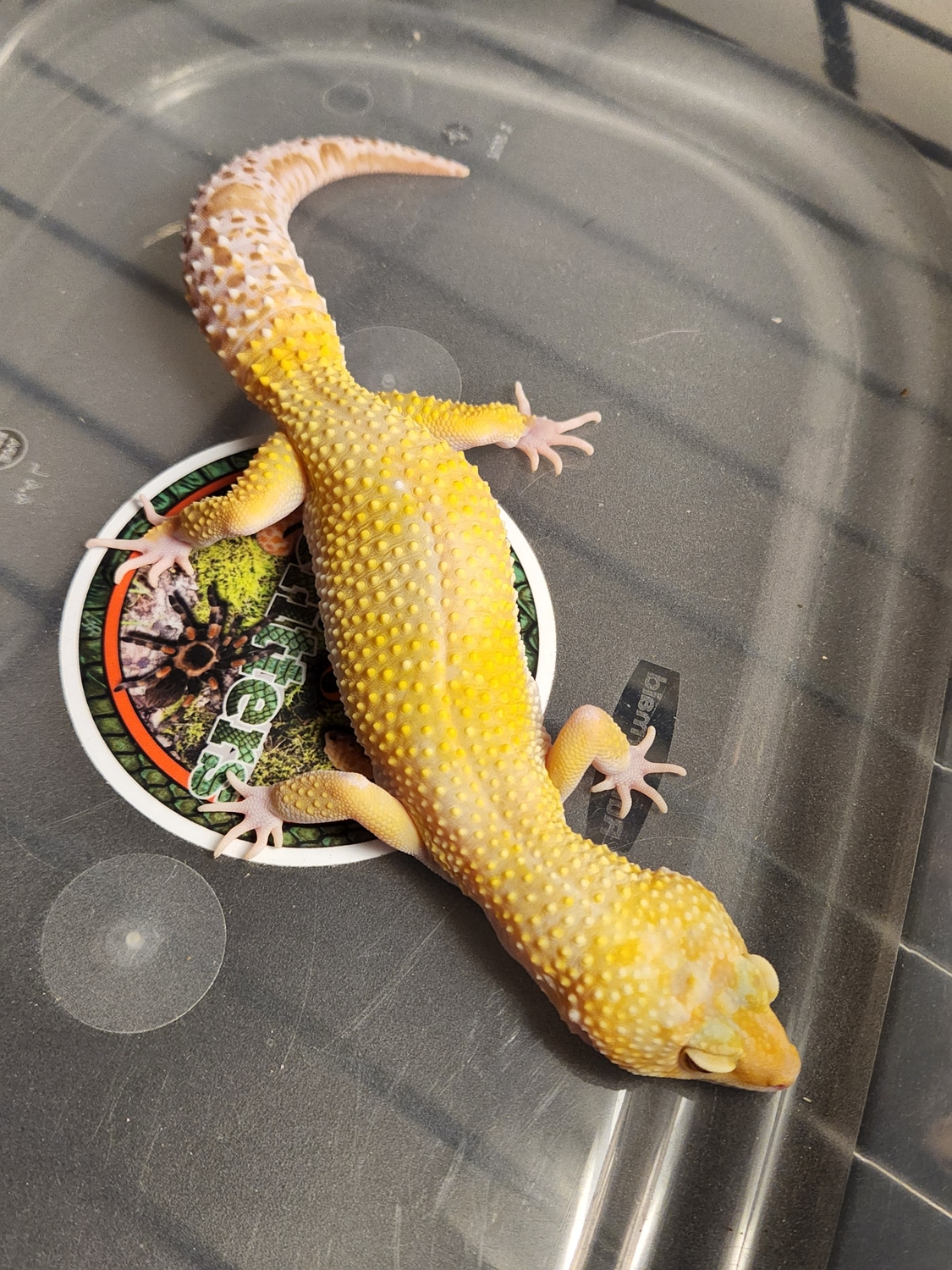 Proven Breeder Giant Raptor Snake Eye Leopard Gecko by Jeff's Critters ...