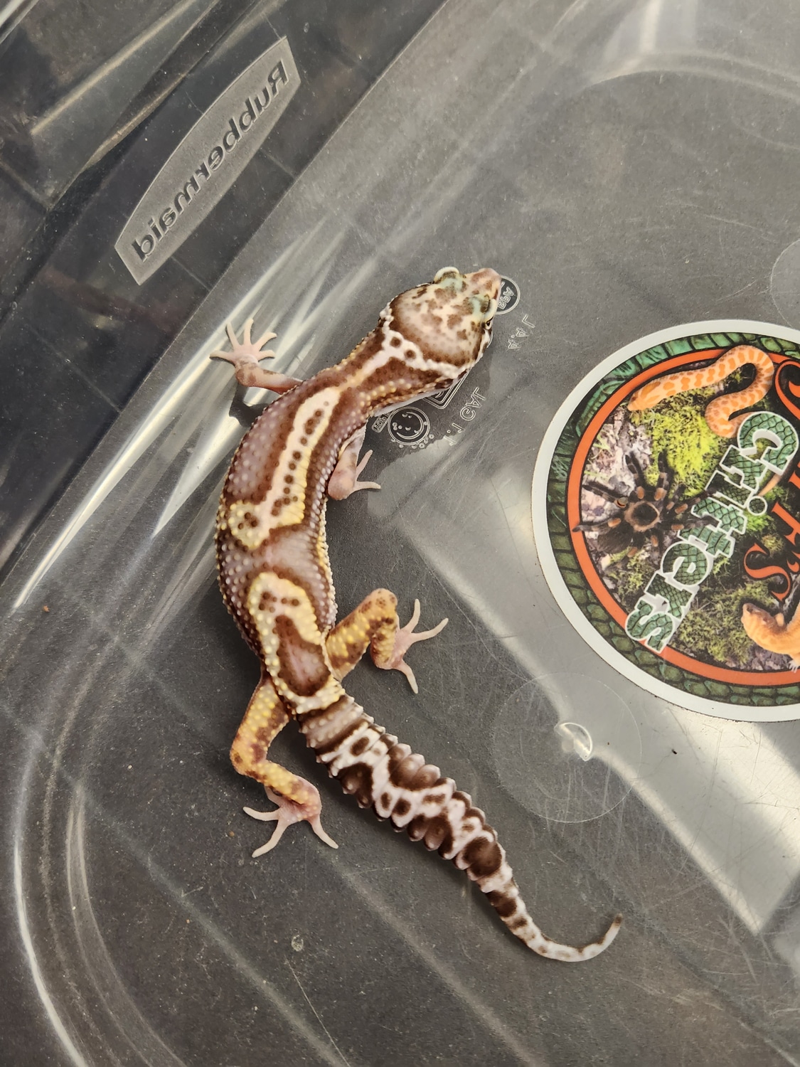 Tremper, Mack Snow, Bold, Jungle, Lavender 66% Het Eclipse Leopard ...