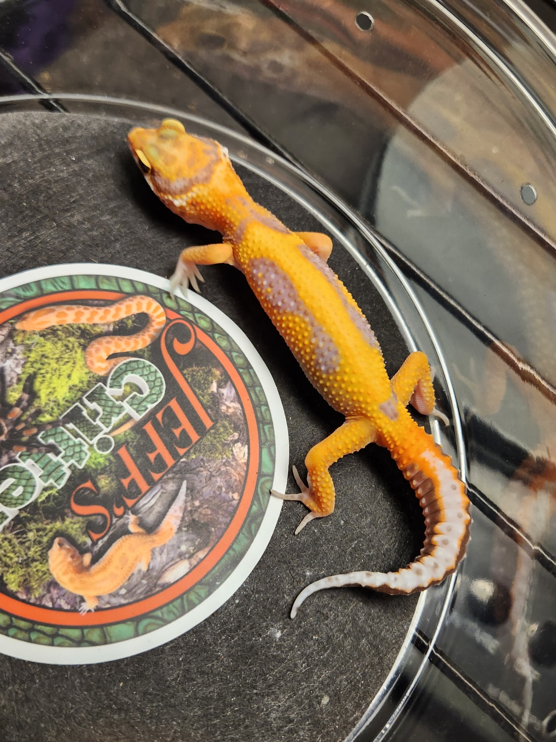Bold Blood Tangerine Tremper Ph Eclipse Leopard Gecko by Jeff's ...