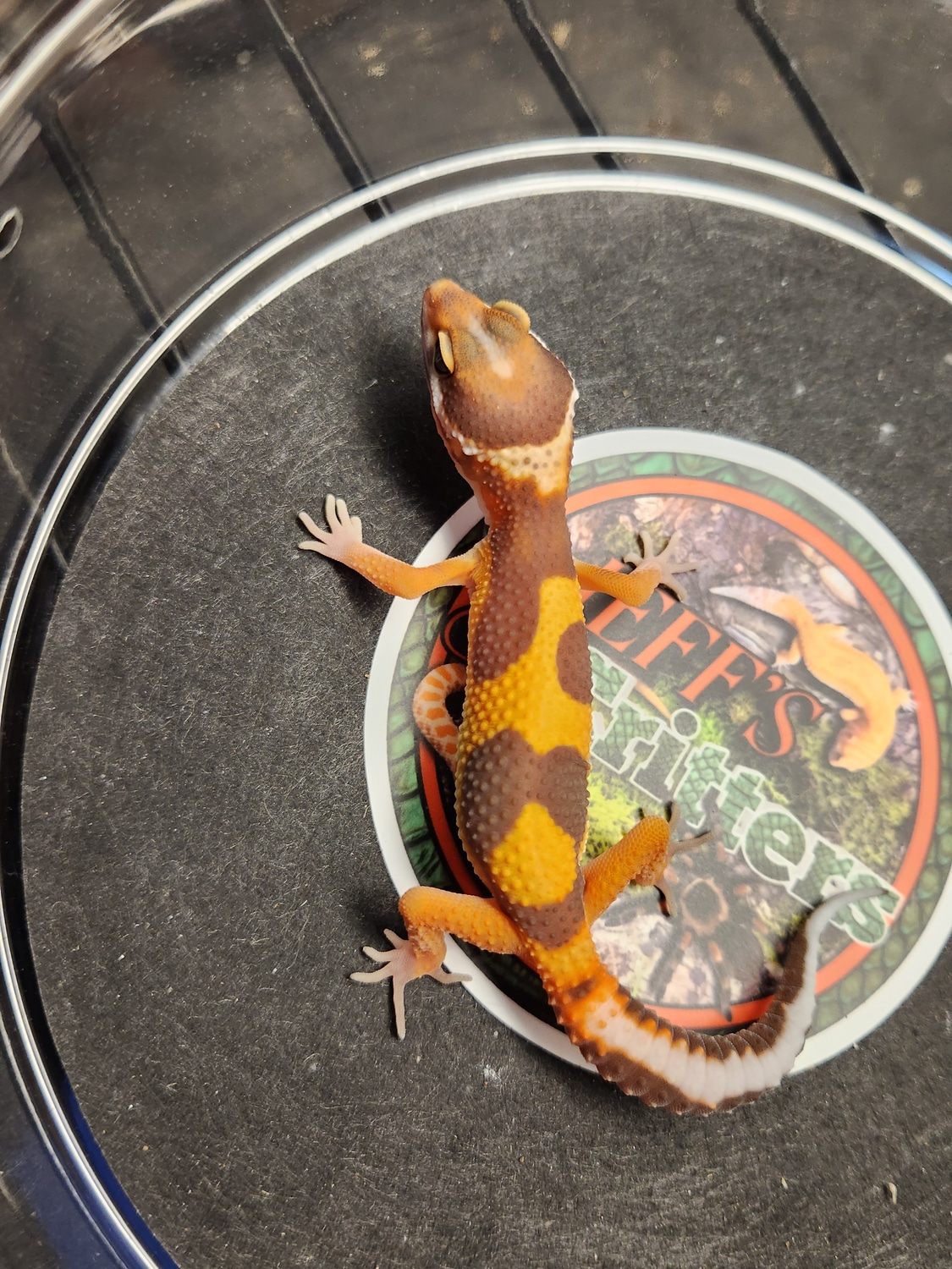Bold Blood Tangerine Tremper Ph Eclipse Leopard Gecko by Jeff's ...