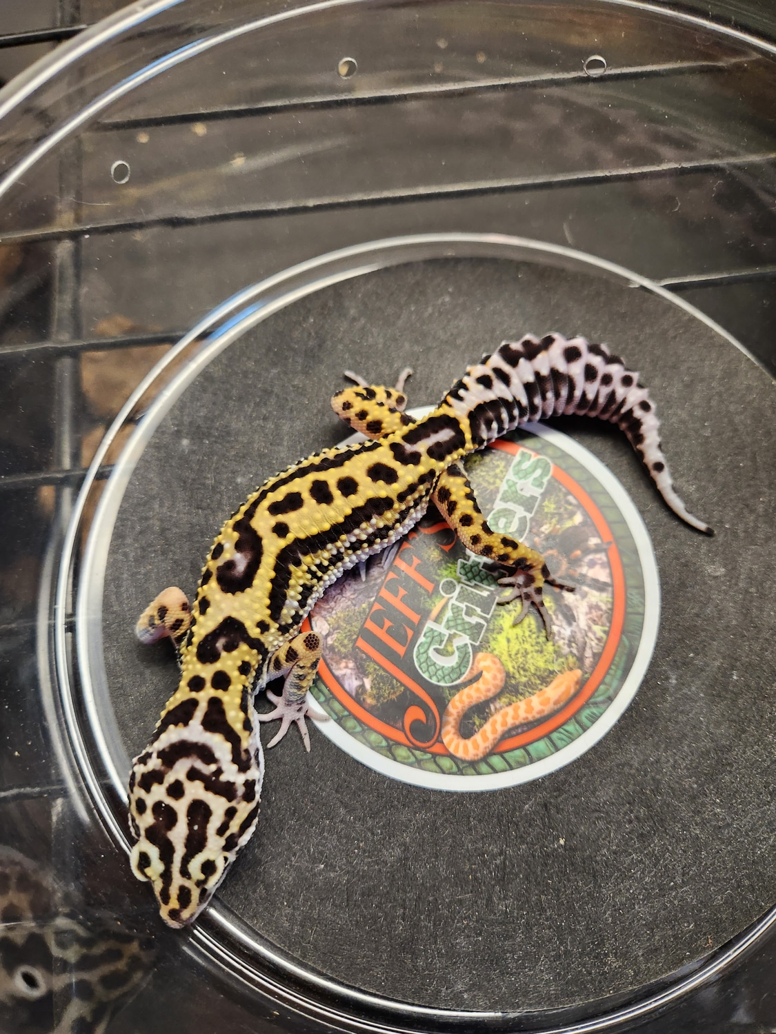 Mack Snow Lavender Bold Het Tremper 66% Het Eclipse Leopard Gecko by ...