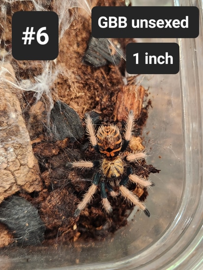1in GBB Tarantula by Jeff's Critters