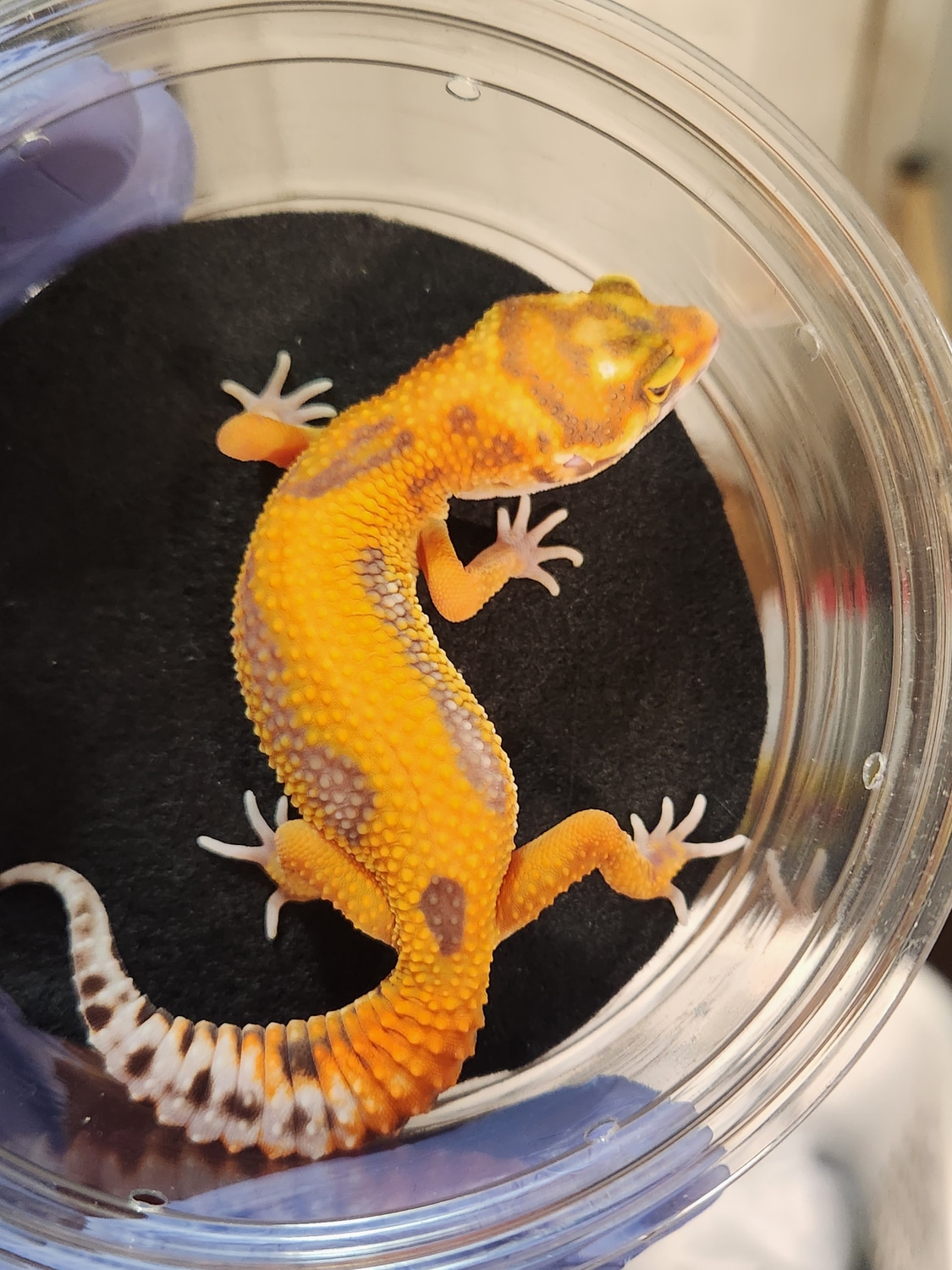 Bold Blood Tremper Pos Het Eclipse Leopard Gecko by Jeff's Critters ...
