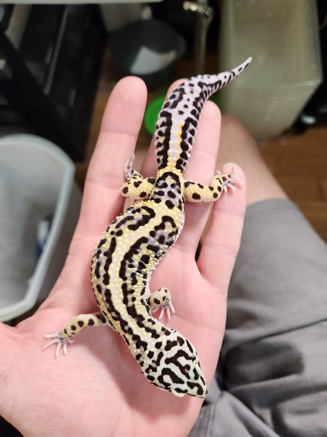 Lavender Mack Snow Bold Stripe Het Tremper Het Eclipse Leopard Gecko by ...