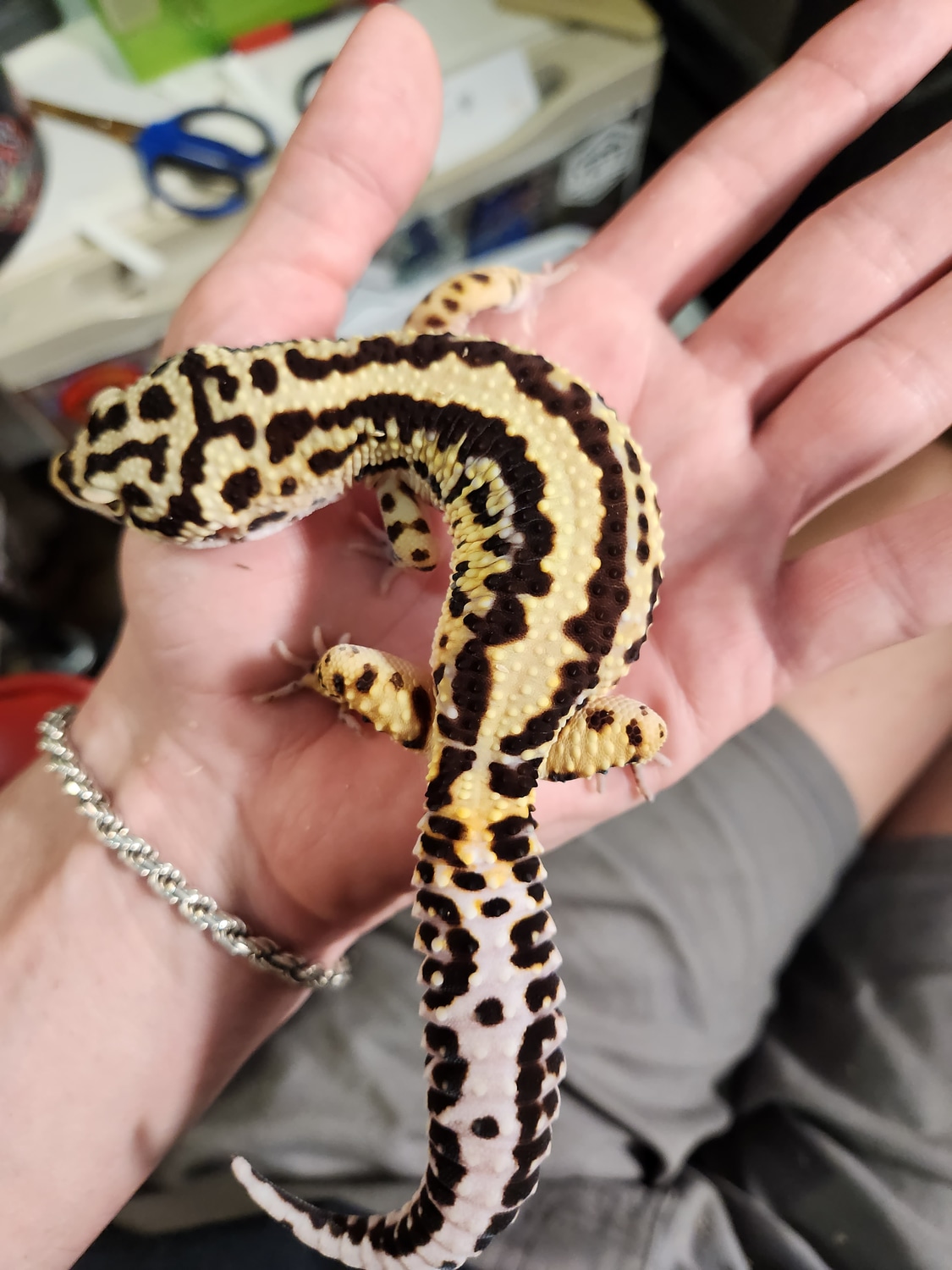 Lavender Tangerine Mack Snow Bold Stripe Het Eclipse Het Tremper ...