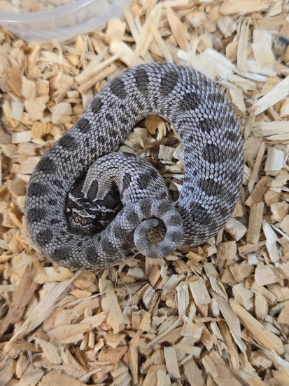 Arctic Axanthic Anaconda Het Albino Western Hognose by Jeff's Critters