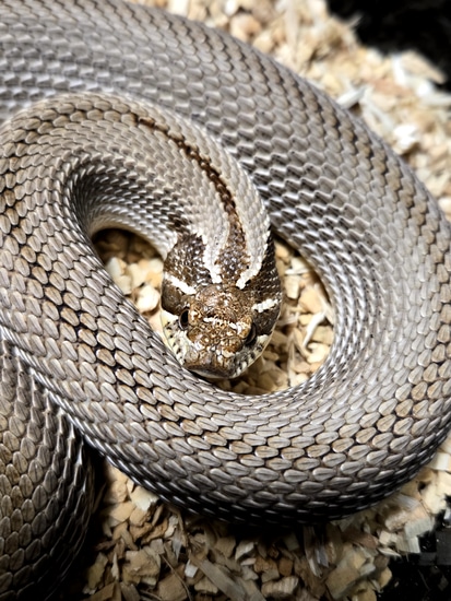 Proven Purple Line Superconda DH Snow Western Hognose by Chef's Kiss ...