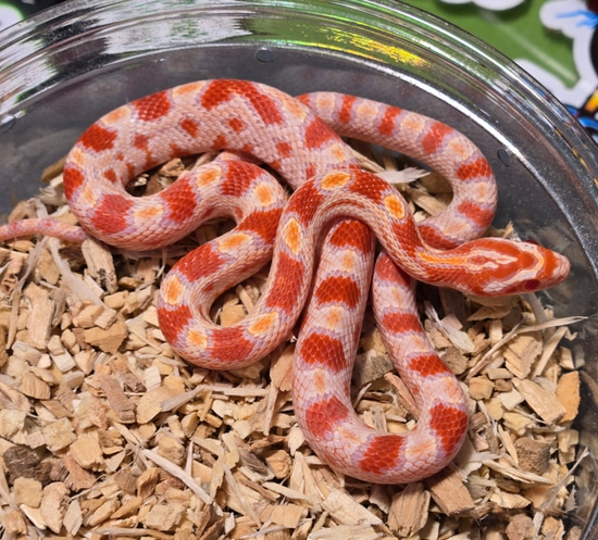 Reverse Okeetee Corn Snake by Jeff's Critters