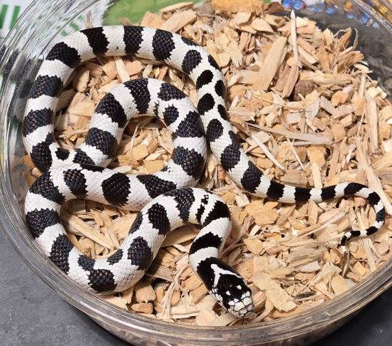 Banded 50/50 Cali King California Kingsnake by Jeff's Critters