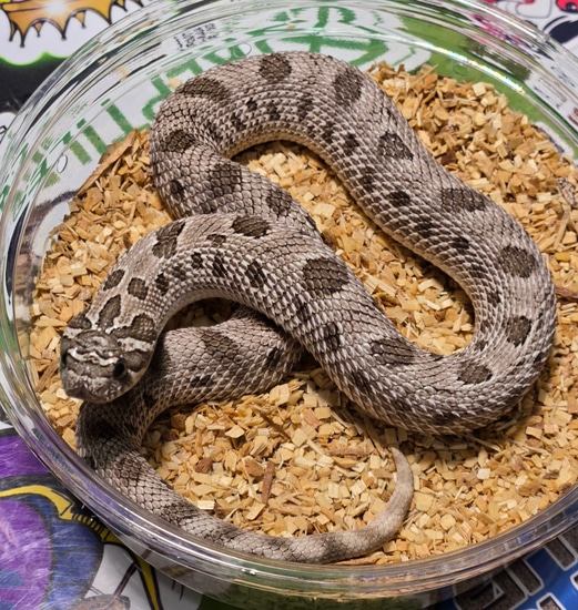 Yearling HB Release Arctic Conda Het Snow (Albino & Axanthic) Western ...