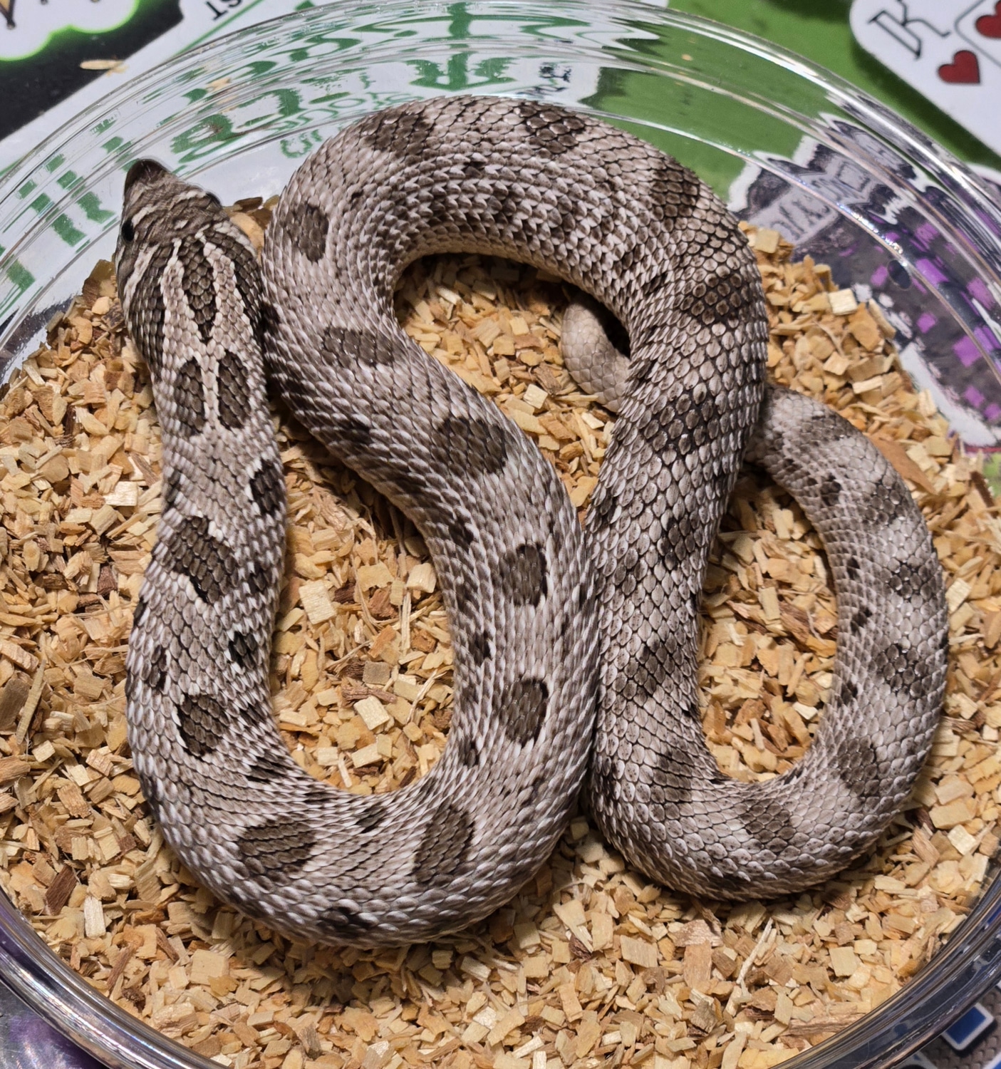 Yearling HB Release Arctic Conda Het Snow (Albino Axanthic)