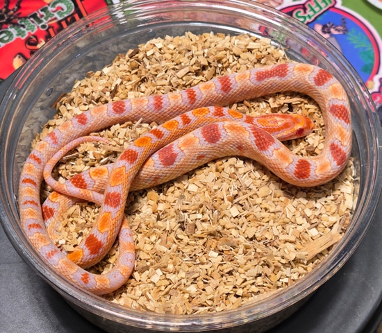 Extreme Reverse Okeetee Corn Snake by Jeff's Critters