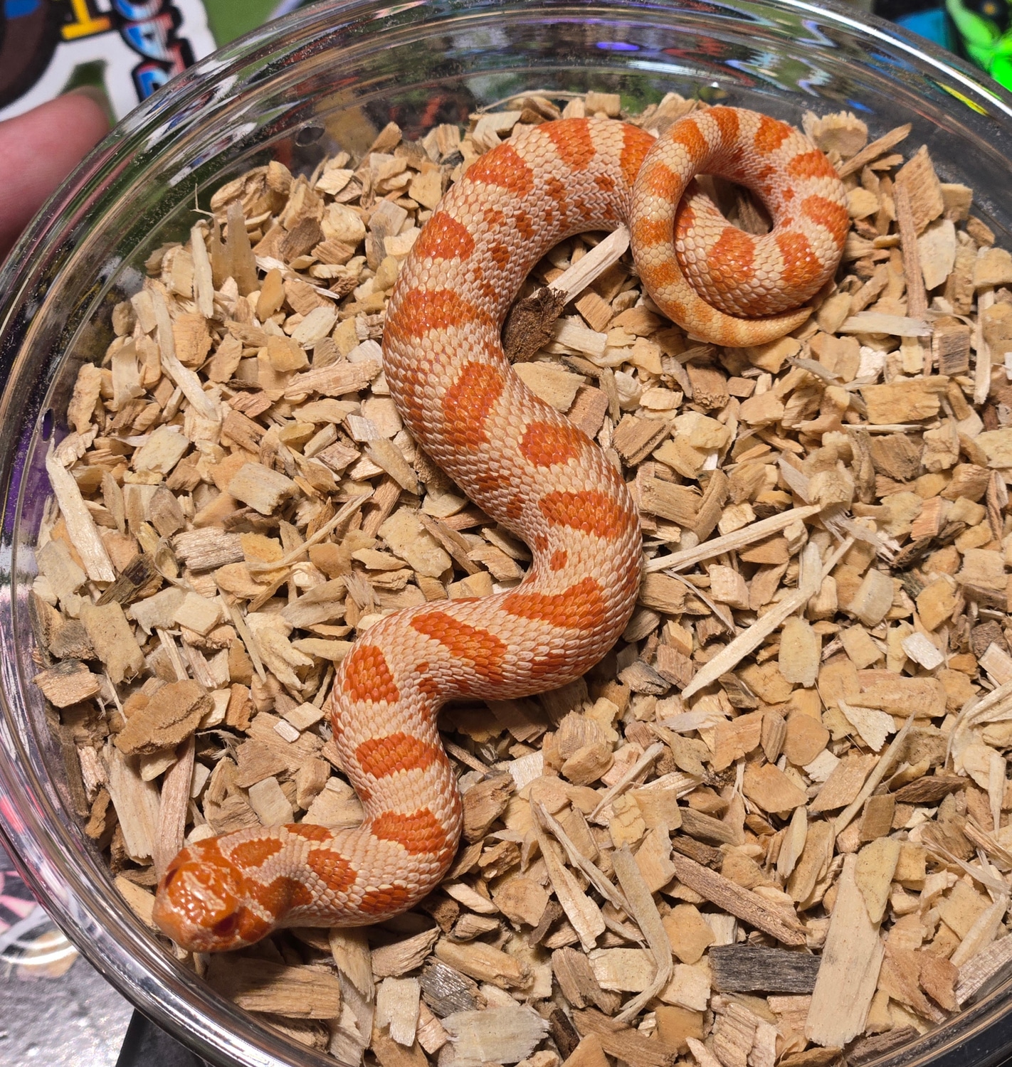 Ext Red Arctic Albino Anaconda 50% PH Axanthic