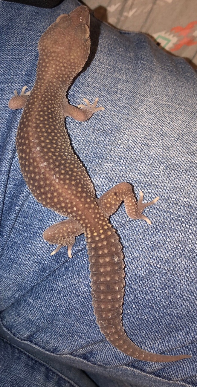 Blizzard Het Diablo Blanco Leopard Gecko by S.F.M Wicked Morph Reptiles ...
