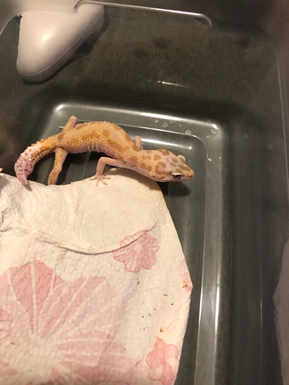 W/Y Raptor Leopard Gecko by S.F.M Wicked Morph Reptiles