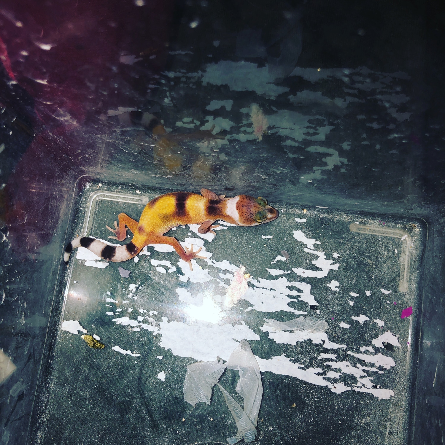 White And Yellow Mack Snow Enigma. Leopard Gecko by S.F.M Wicked Morph ...