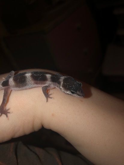 Mack Snow Leopard Gecko by S.F.M Wicked Morph Reptiles