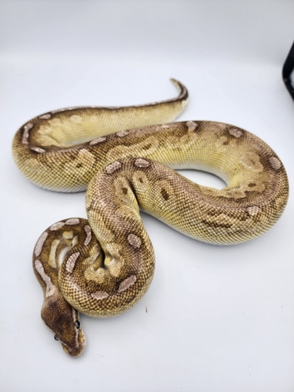 Pewter Lesser Ball Python by Red Hill Reptiles