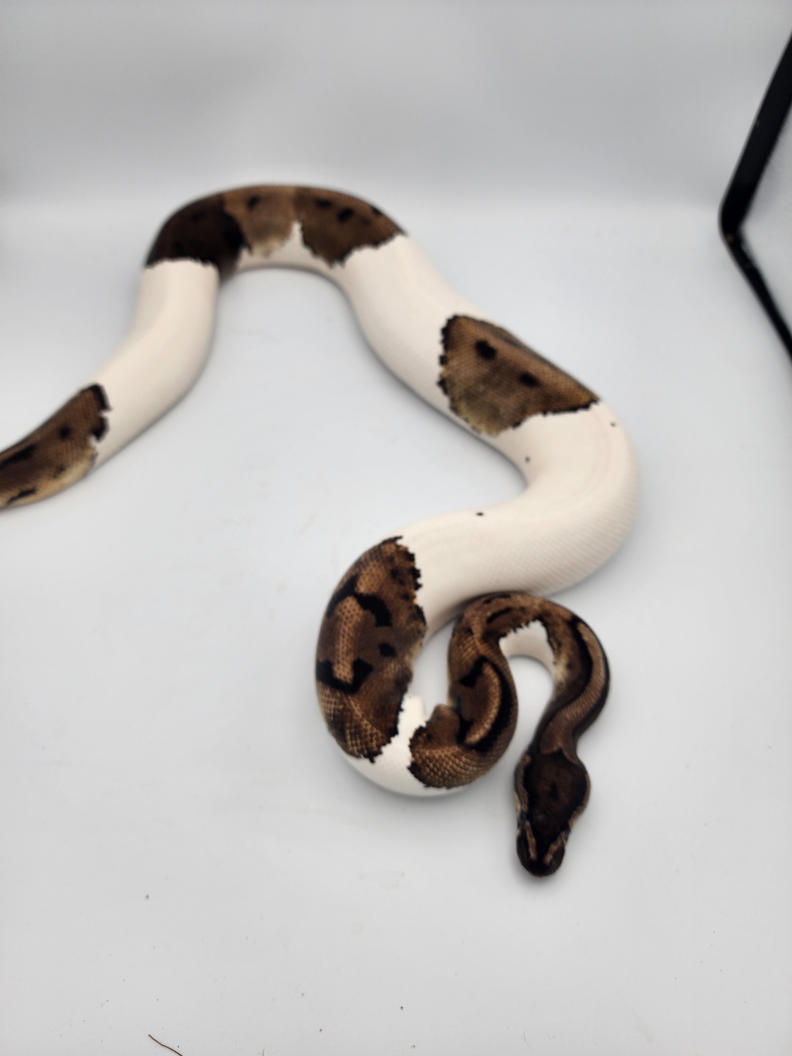 Leopard Pied Ball Python by Red Hill Reptiles - MorphMarket