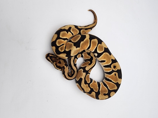 Orange Dream Spotnose Het Clown Ball Python by Red Hill Reptiles