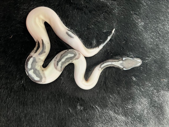 Lighting Pied Ball Python by Bori-Balls