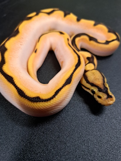 Super OD Black Pastel Calico Scrambler Spider Ball Python by Dark Arts ...