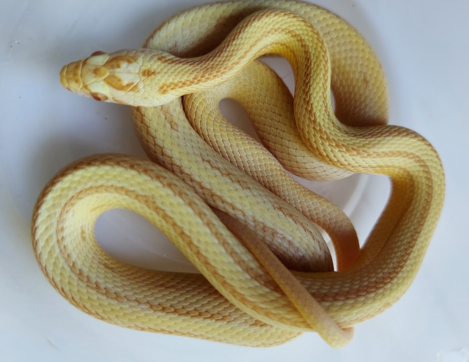 Butter Stripe Holdback Het Anery, Hypo Corn Snake by BrightHope Snakes ...