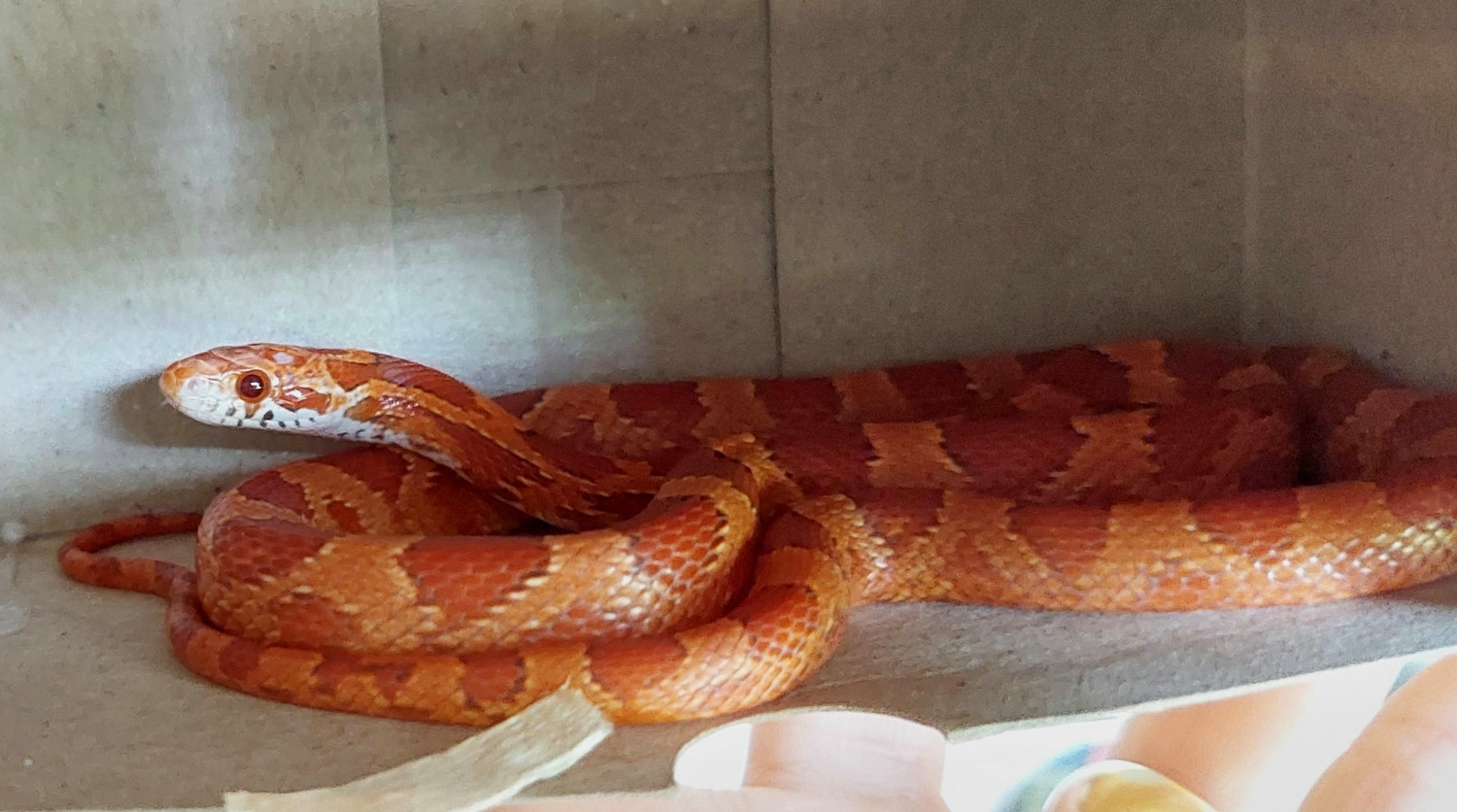 Annelie, RF Diffused Strawberry 66% Amel 66% Charcoal Corn Snake by ...