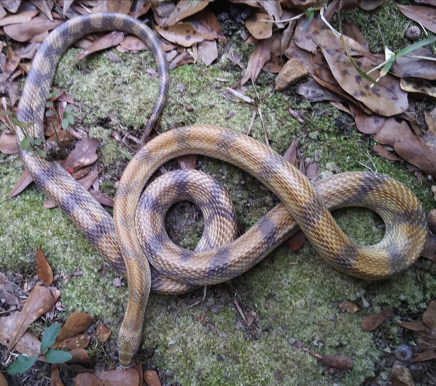 Artephius, Upper Keys Diffused Caramel Masque Het Amel, Stripe Corn ...