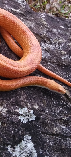 Rubik, Amel Cube Het Anery, Caramel, Hypo Pos Halo Corn Snake by ...