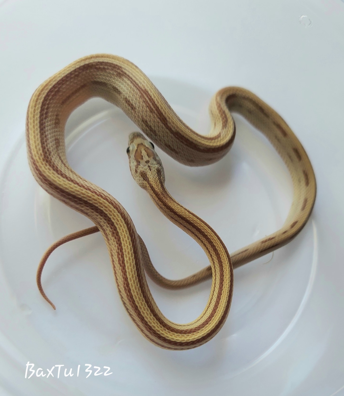 Caramel Stripe Het Amel, Anery, Hypo Corn Snake by BrightHope Snakes ...
